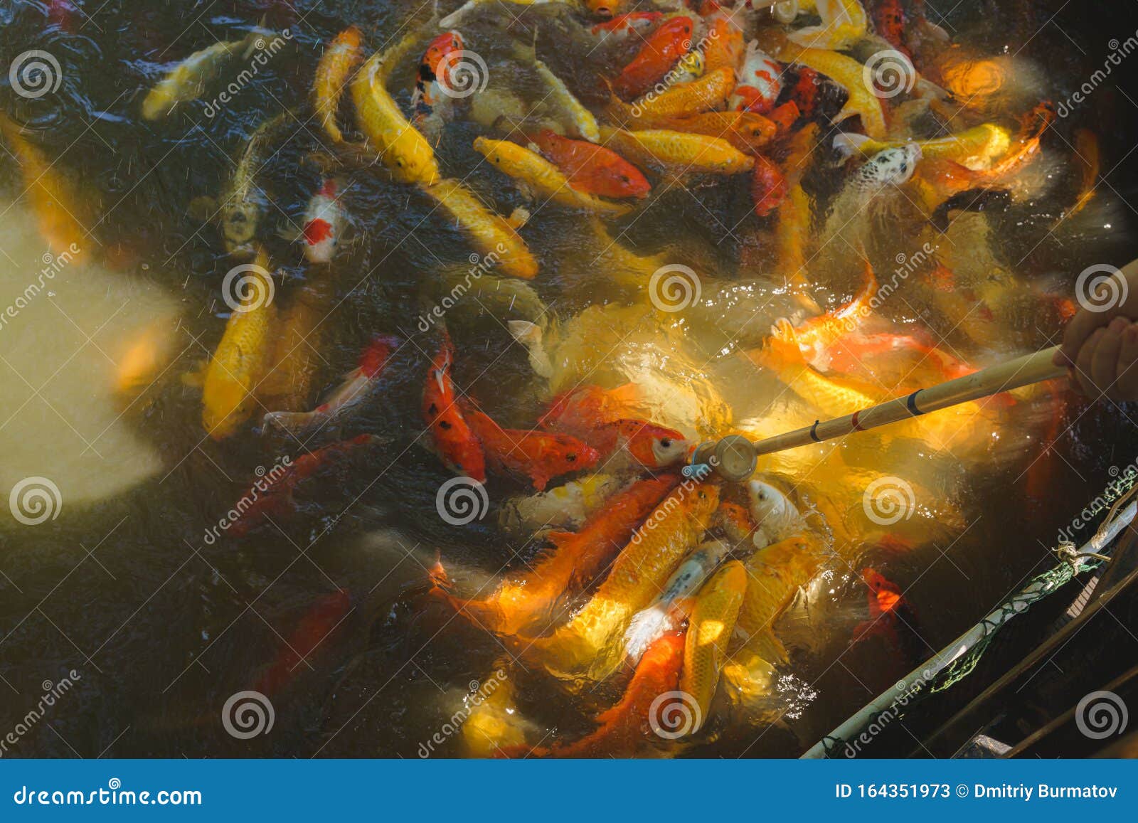 Koi Carp Fish Take a Food in Pond Stock Image - Image of asian ...