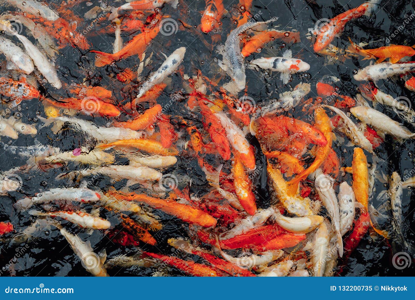 Koi carp fish stock image. Image of orange, aquarium - 132200735