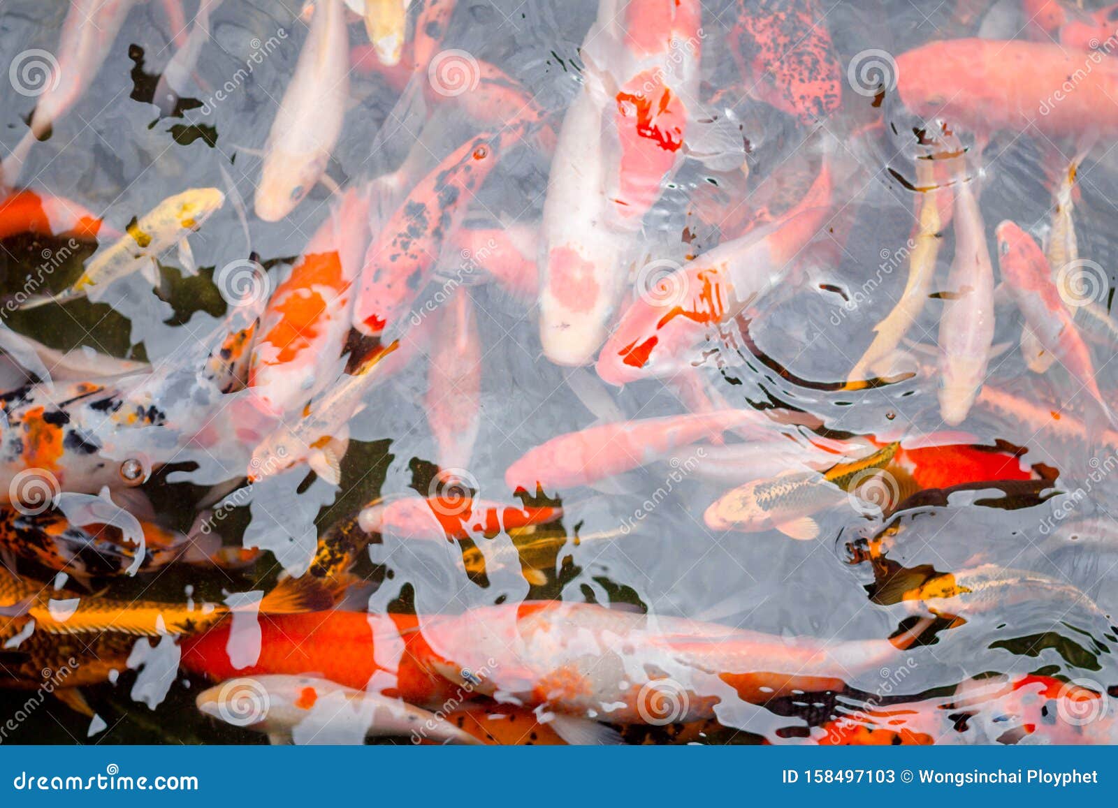 Koi carp fish. stock image. Image of chinese, crowd - 158497103
