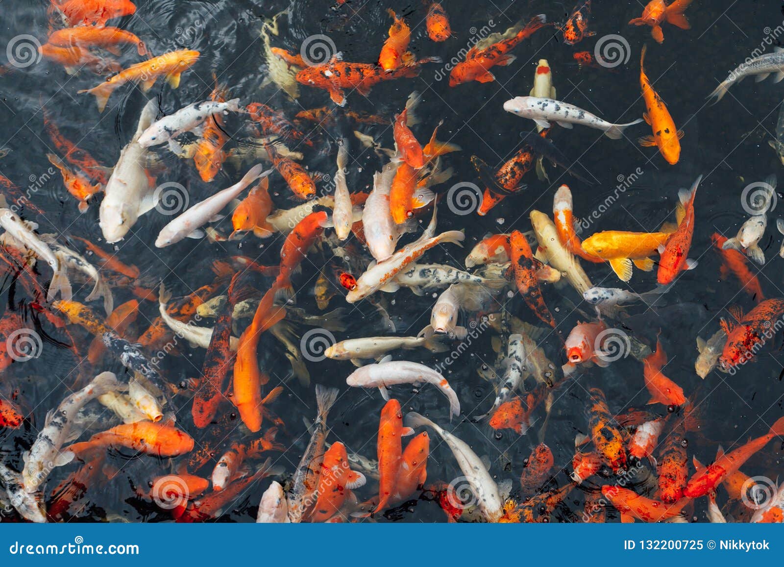 Koi carp fish stock image. Image of garden, fish, oriental - 132200725