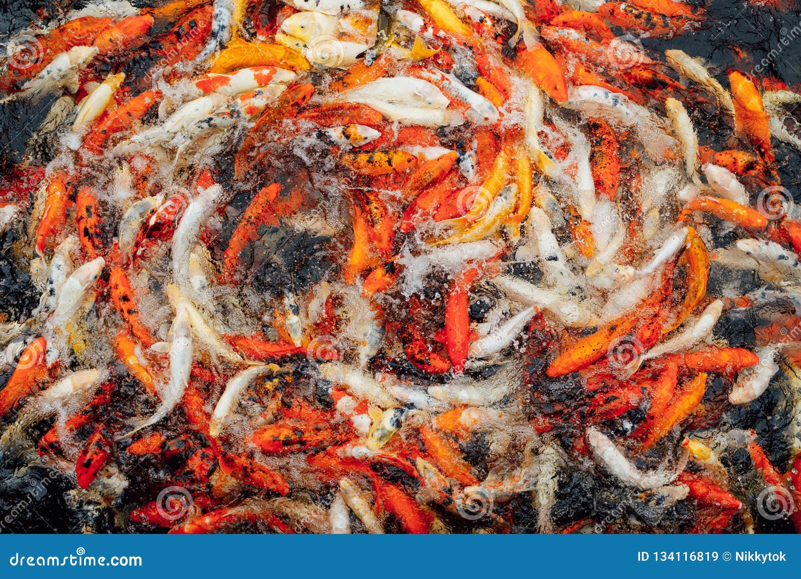 Koi carp fish stock image. Image of colorful, chinese - 134116819