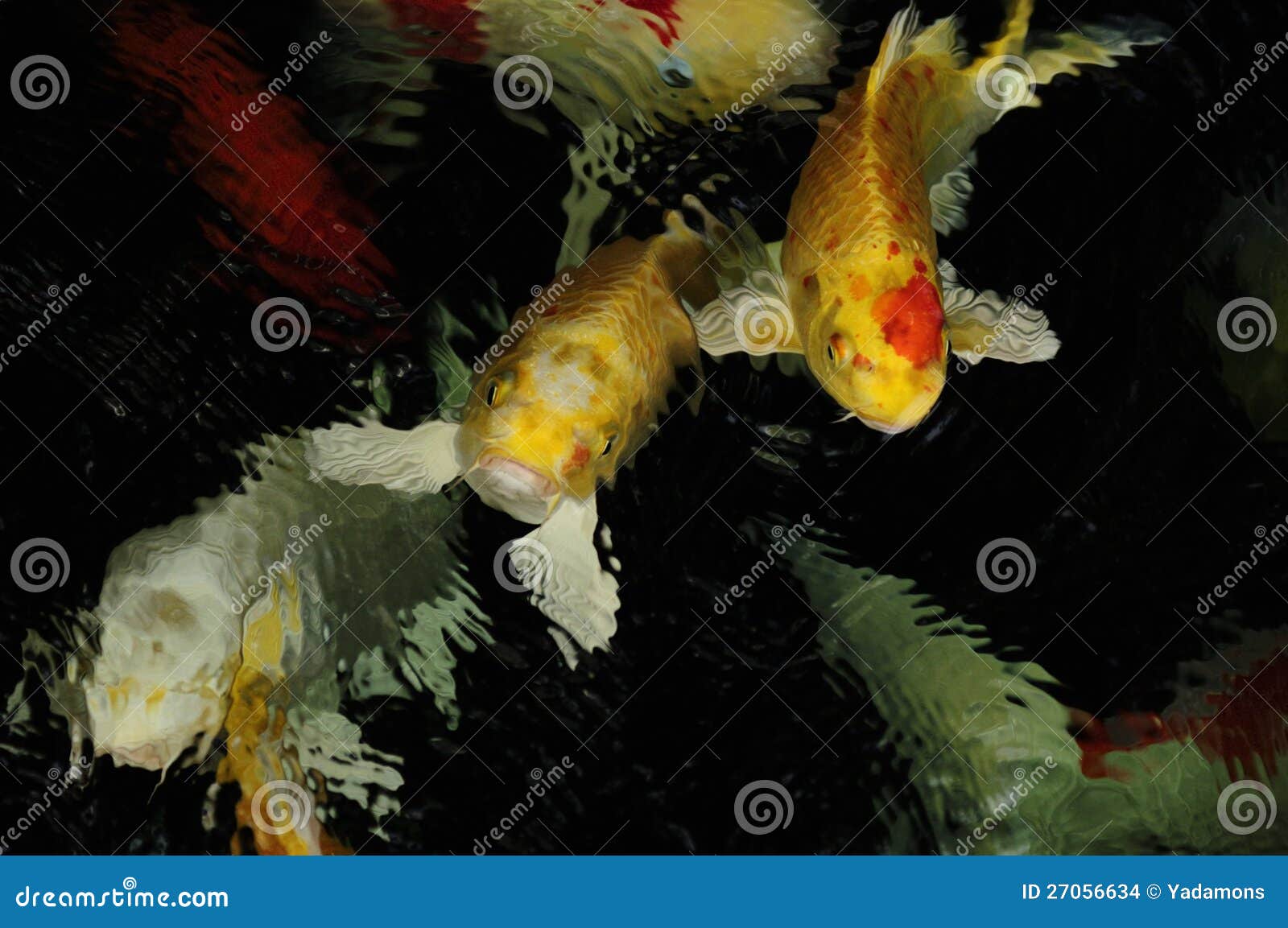 Koi carp Goldfish stock photo. Image of multi, beauty - 27056634