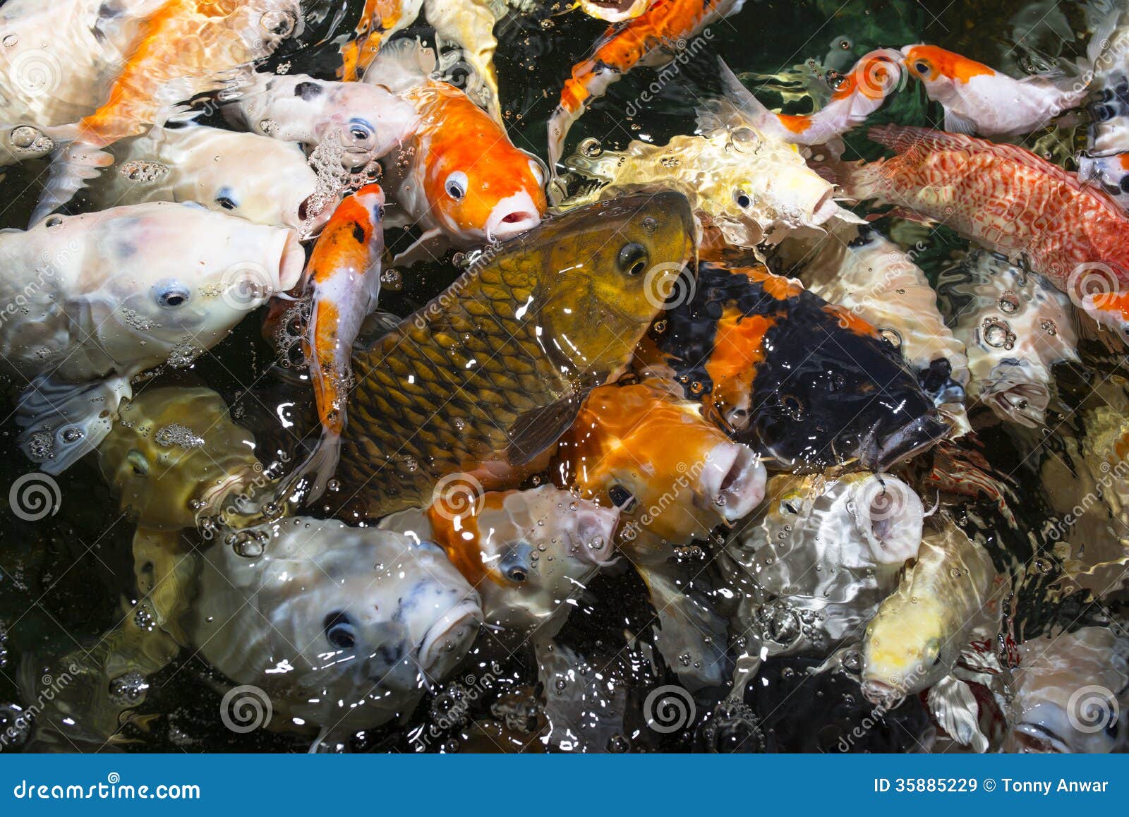 Koi Carp stock image. Image of pond, fengshui, ornamental - 35885229