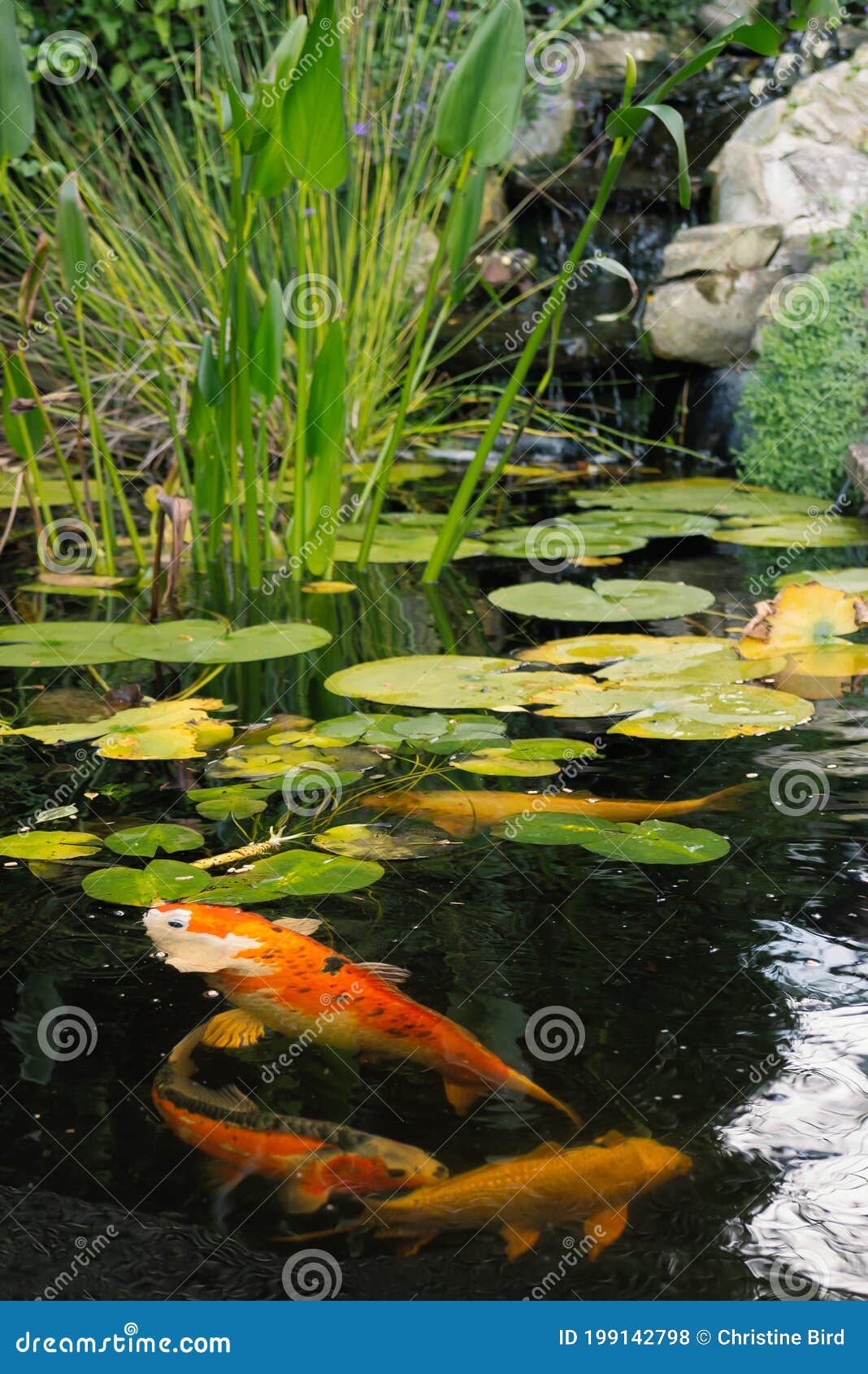 Koi Carp in a Pond with Waterlilies and a Waterfall Stock Photo - Image ...