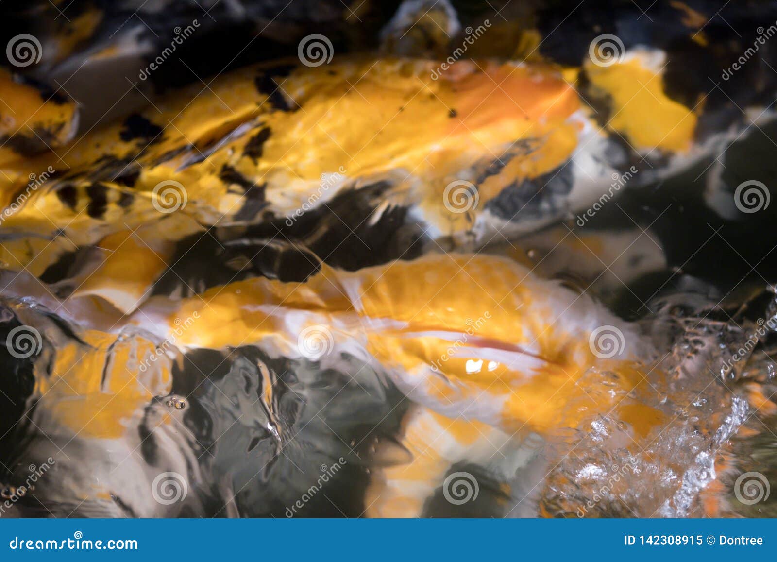 Koi carp in the pool stock image. Image of luck, outdoors - 142308915