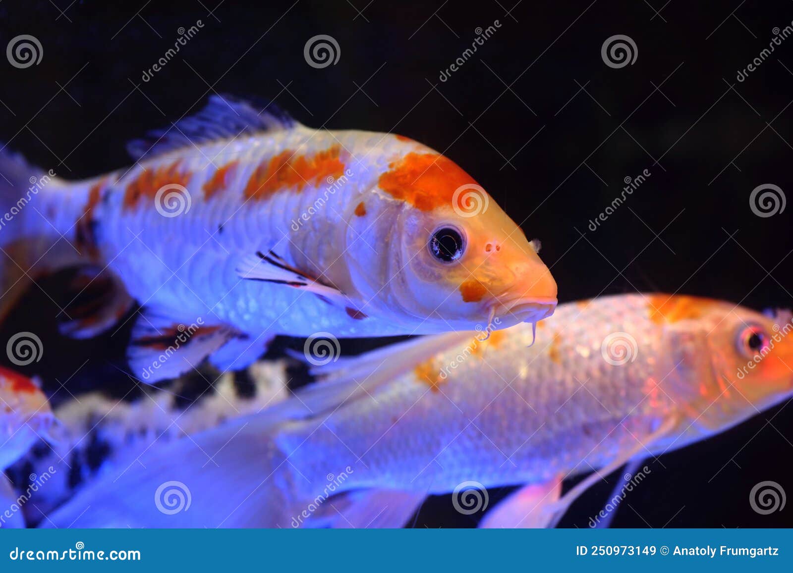 Koi Carp Swimming in the Pond Stock Image - Image of elegance, pond ...