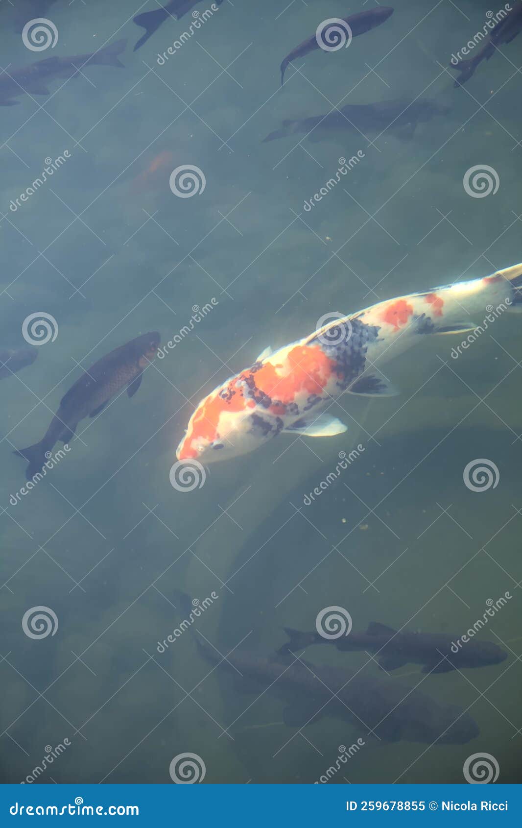 Koi Carp Swimming in a Pond Stock Image - Image of hobby, garden: 259678855