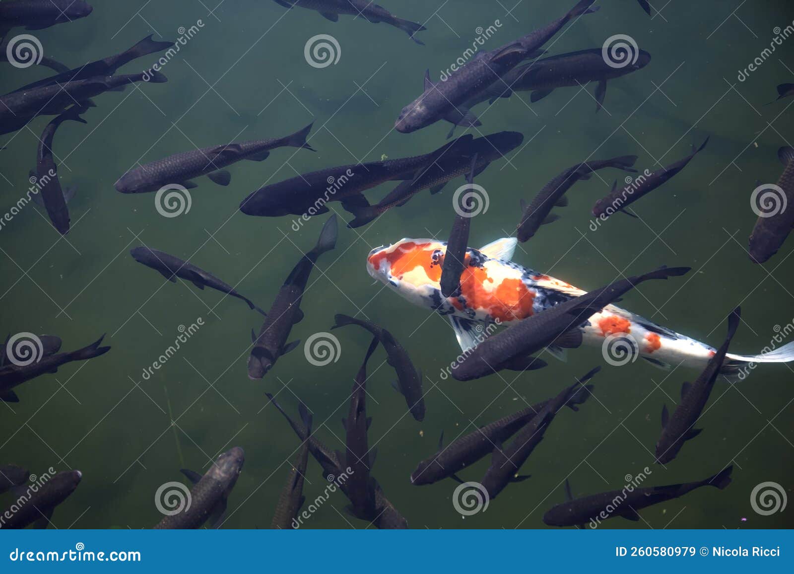 Koi Carp Swimming in a Pond Stock Image - Image of animal, chinese ...