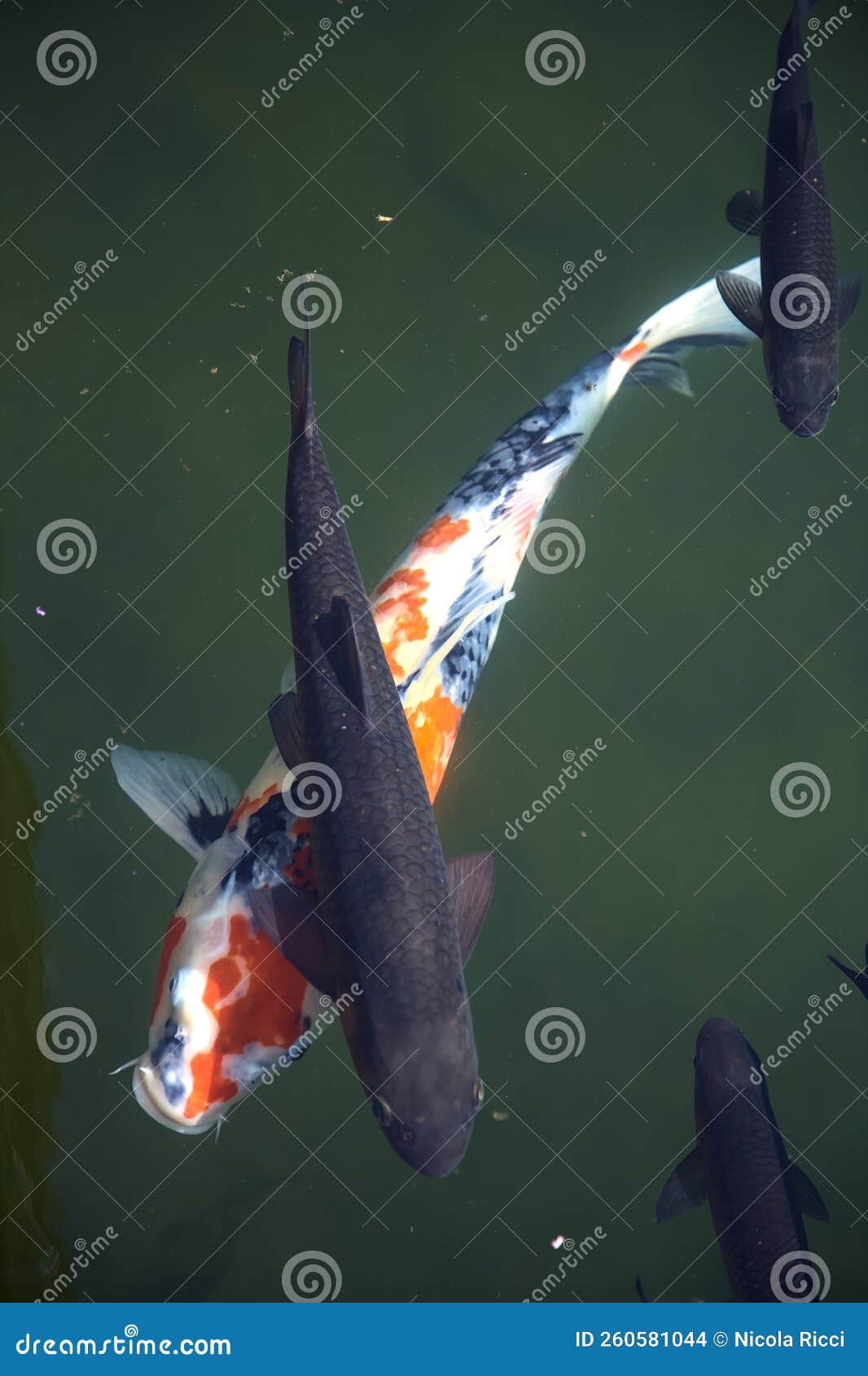 Koi Carp Swimming in a Pond Stock Photo - Image of lake, aquarium ...