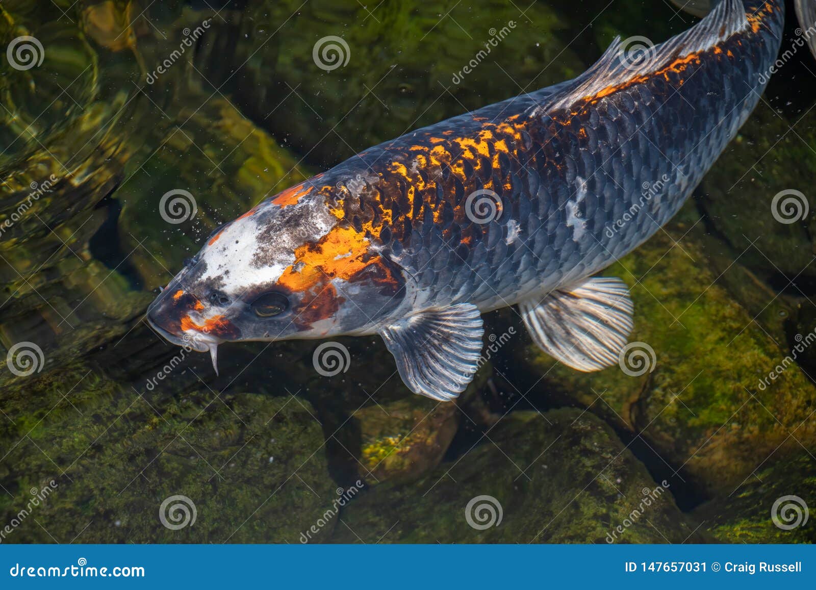 Koi Carp Swimming in a Lake Stock Image - Image of carp, background ...