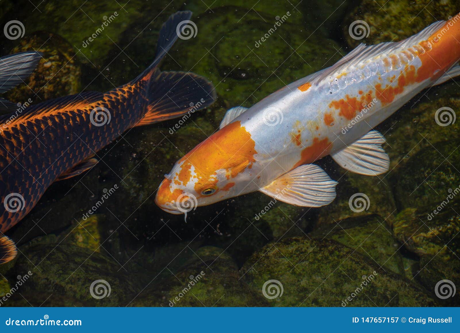 Koi Carp Swimming in a Lake Stock Image - Image of orange, aquatic ...