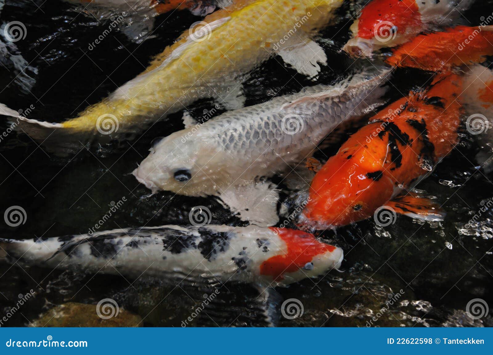 Koi Carp, Symbols of Good Luck and Prosperity Stock Photo - Image of ...
