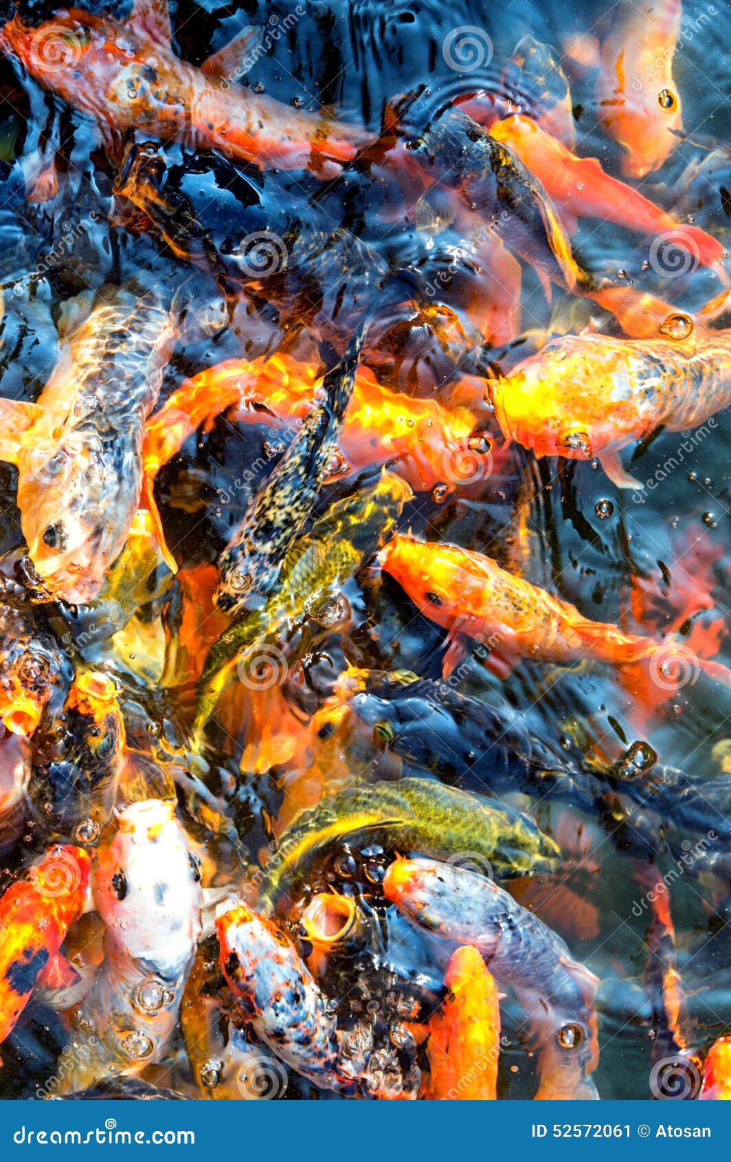 Koi carp stock image. Image of goldfish, carp, gardening - 52572061