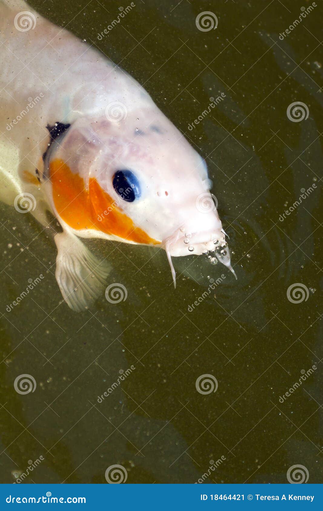 Koi closeup stock image. Image of pond, colourful, spot - 18464421