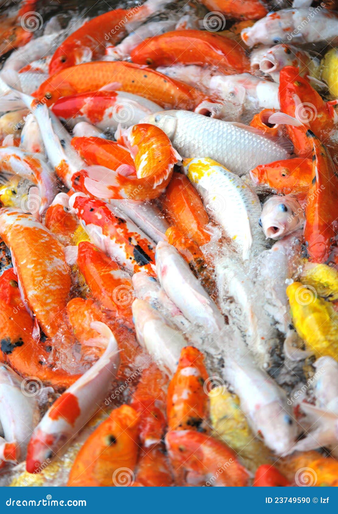 Koi competing for food stock photo. Image of pond, fish - 23749590