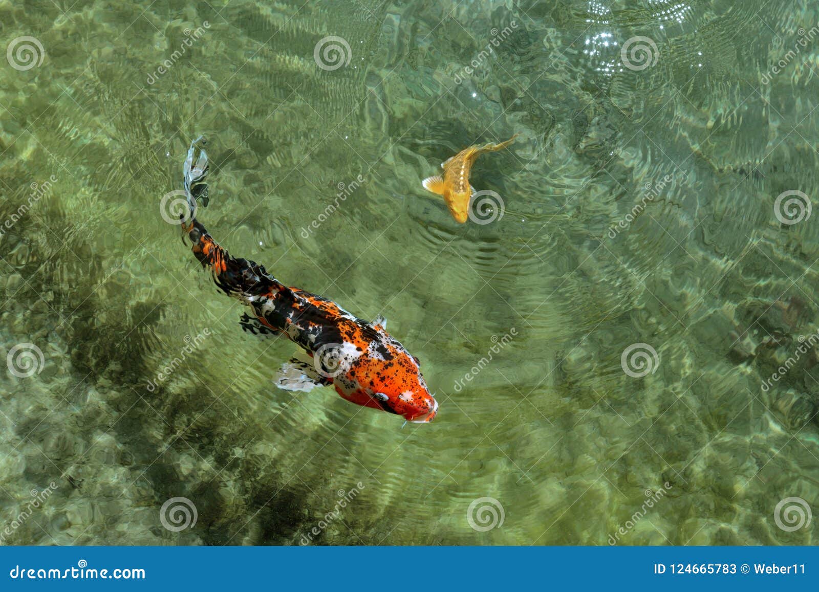Koi decorative carp stock image. Image of nature, color - 124665783