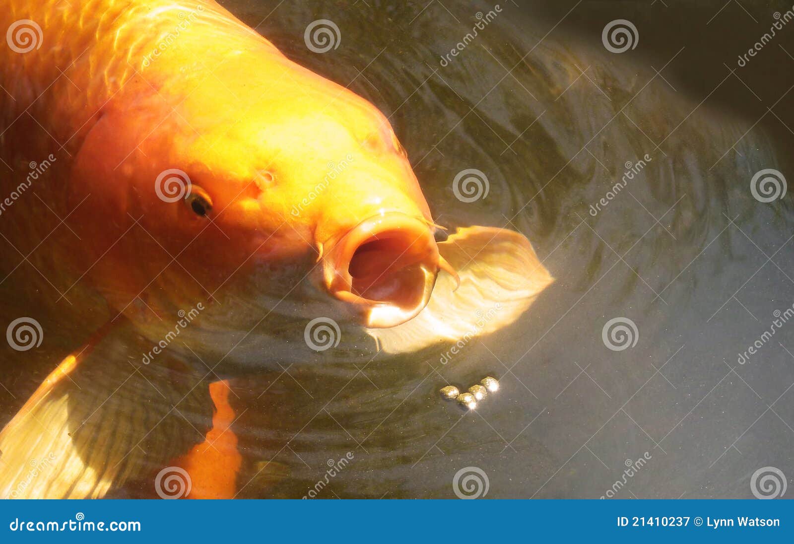 Koi eating food stock image. Image of mouth, open, pond - 21410237