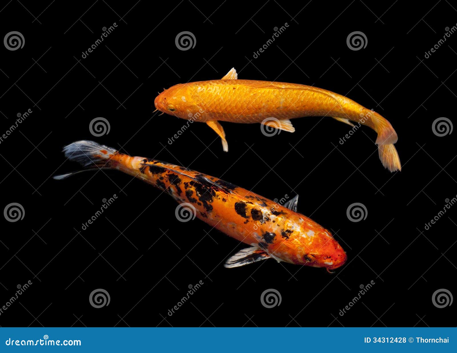 Koi Fancy karp arkivfoto. Bild av fisk, japan, vitt, orange - 34312428