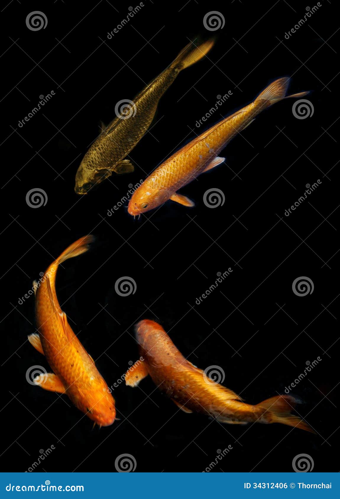 Koi Fancy-karper stock foto. Image of vijver, vissen - 34312406