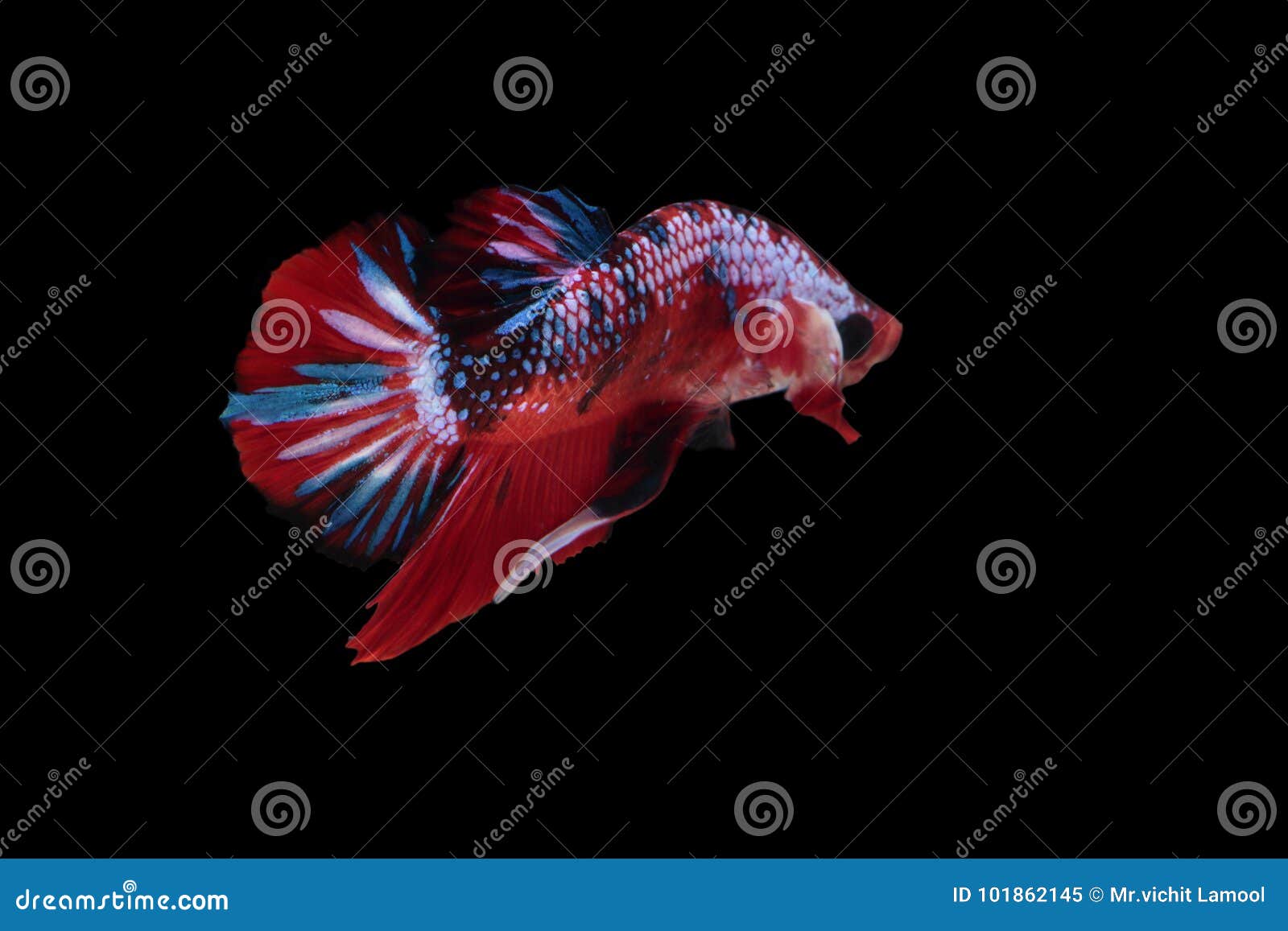Koi fighting fish. stock image. Image of stream, animal - 101862145
