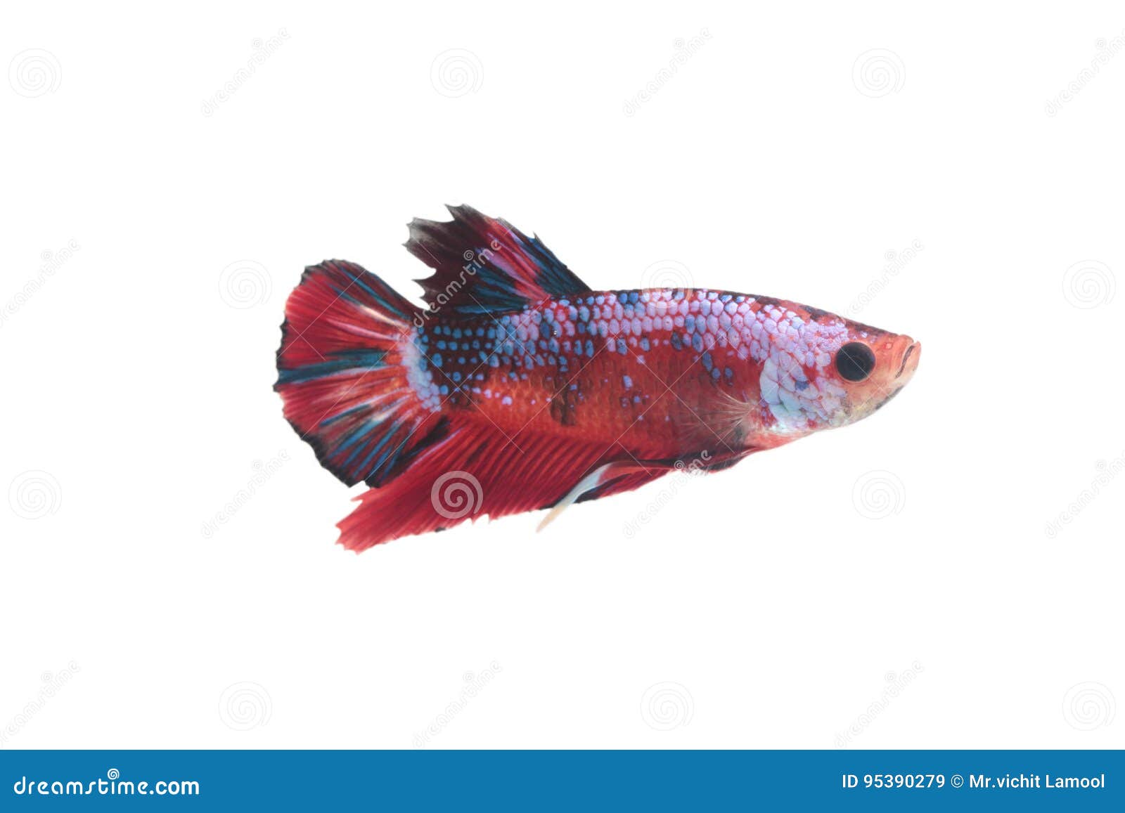 Koi fighting fish. stock image. Image of thailand, green - 95390279