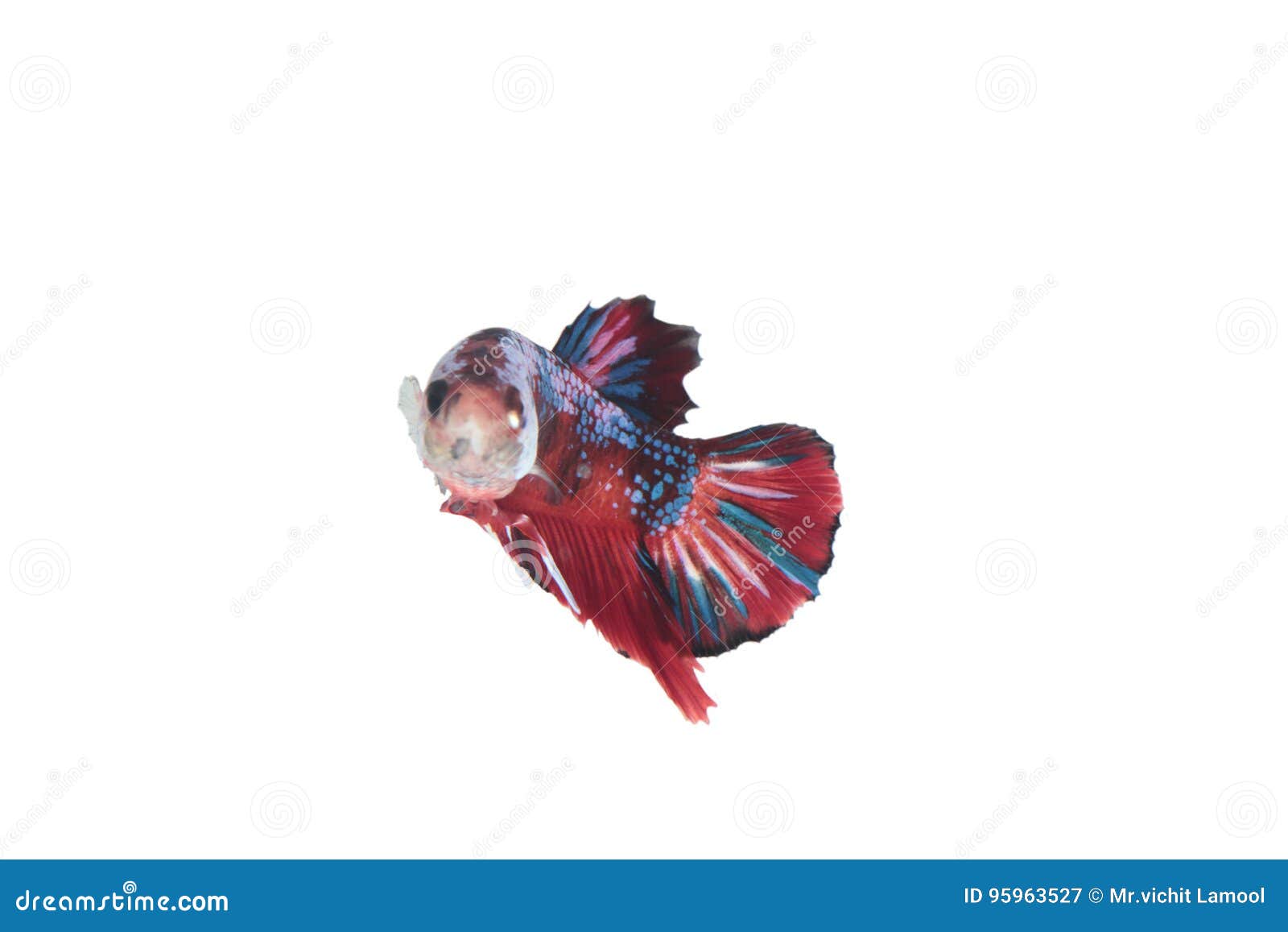 Koi fighting fish. stock image. Image of veiltails, isolated - 95963527