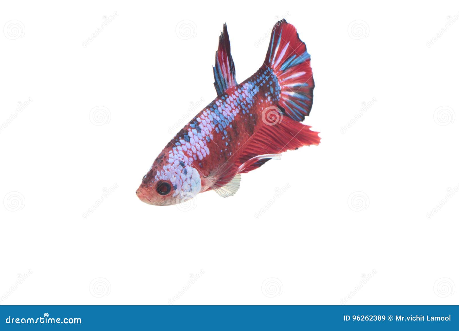 Koi fighting fish. stock image. Image of flutter, fighting - 96262389