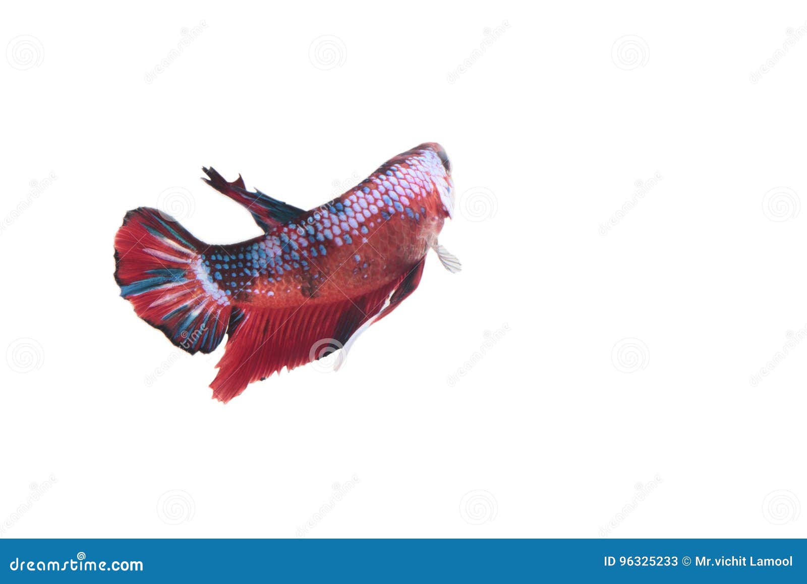 Koi fighting fish. stock image. Image of dragon, fighter - 96325233