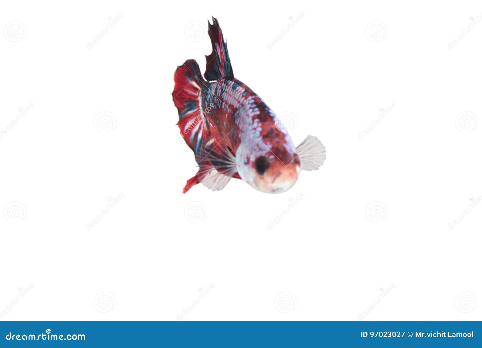 Koi fighting fish. stock image. Image of thailand, picturesque - 97023027