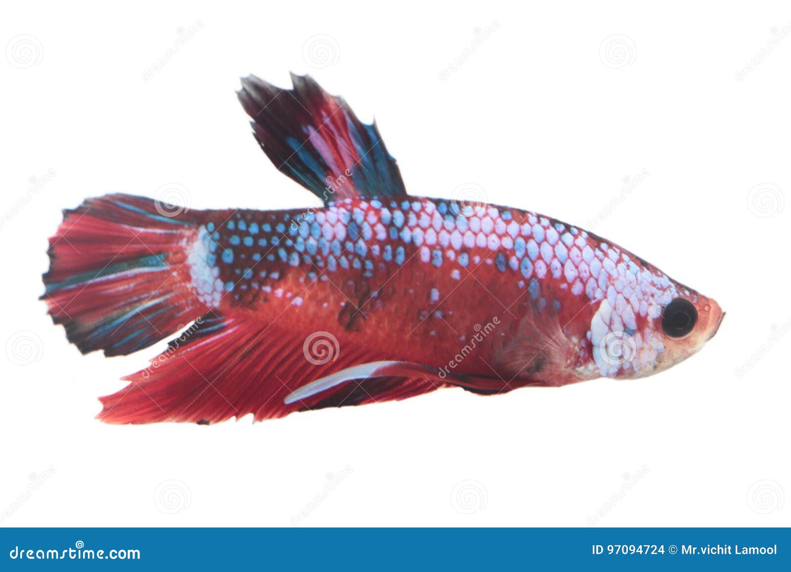 Koi fighting fish. stock photo. Image of fish, tail, blue - 97094724