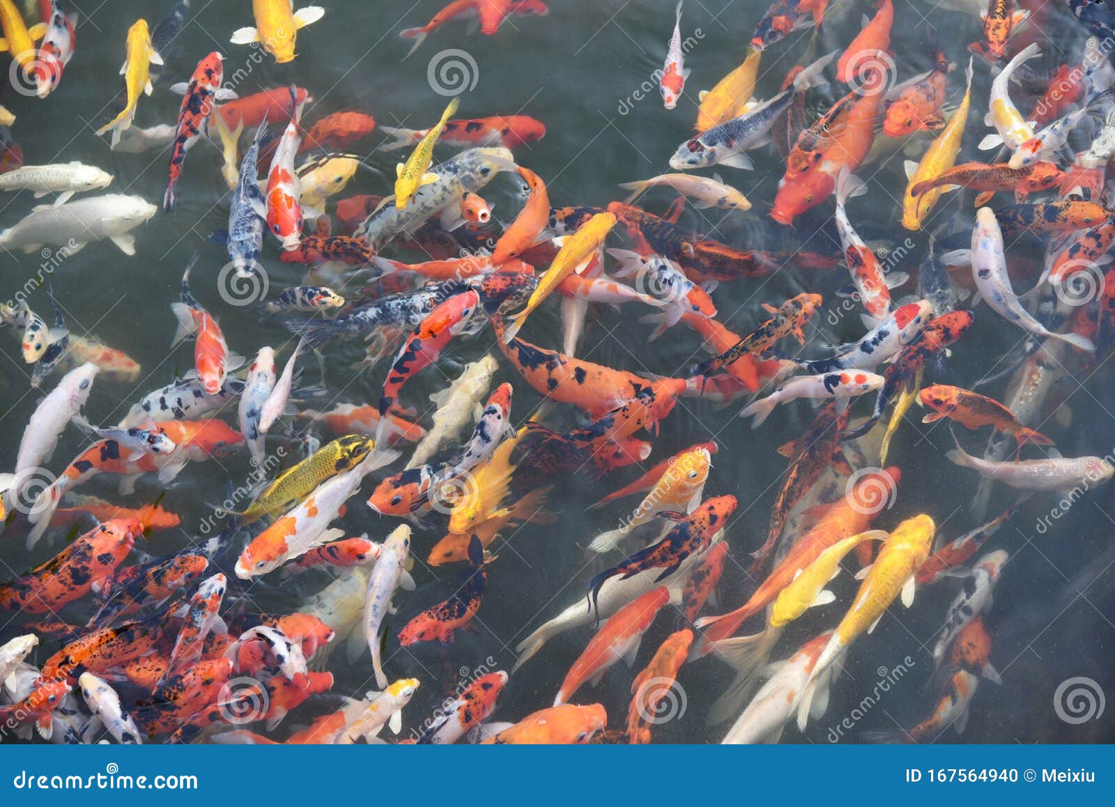 Koi-Fisch stockfoto. Bild von japan, nave, ruhig, orientalisch - 167564940