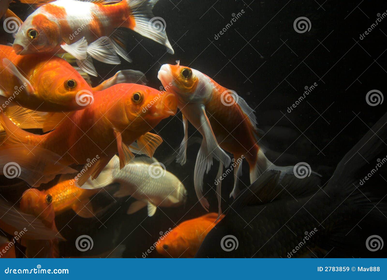 Koi Fische Unterwasser stockbild. Bild von tier, fische - 2783859