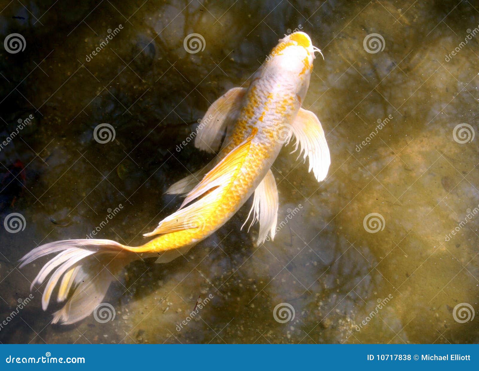 Koi Fish Royalty Free Stock Photos - Image: 10717838