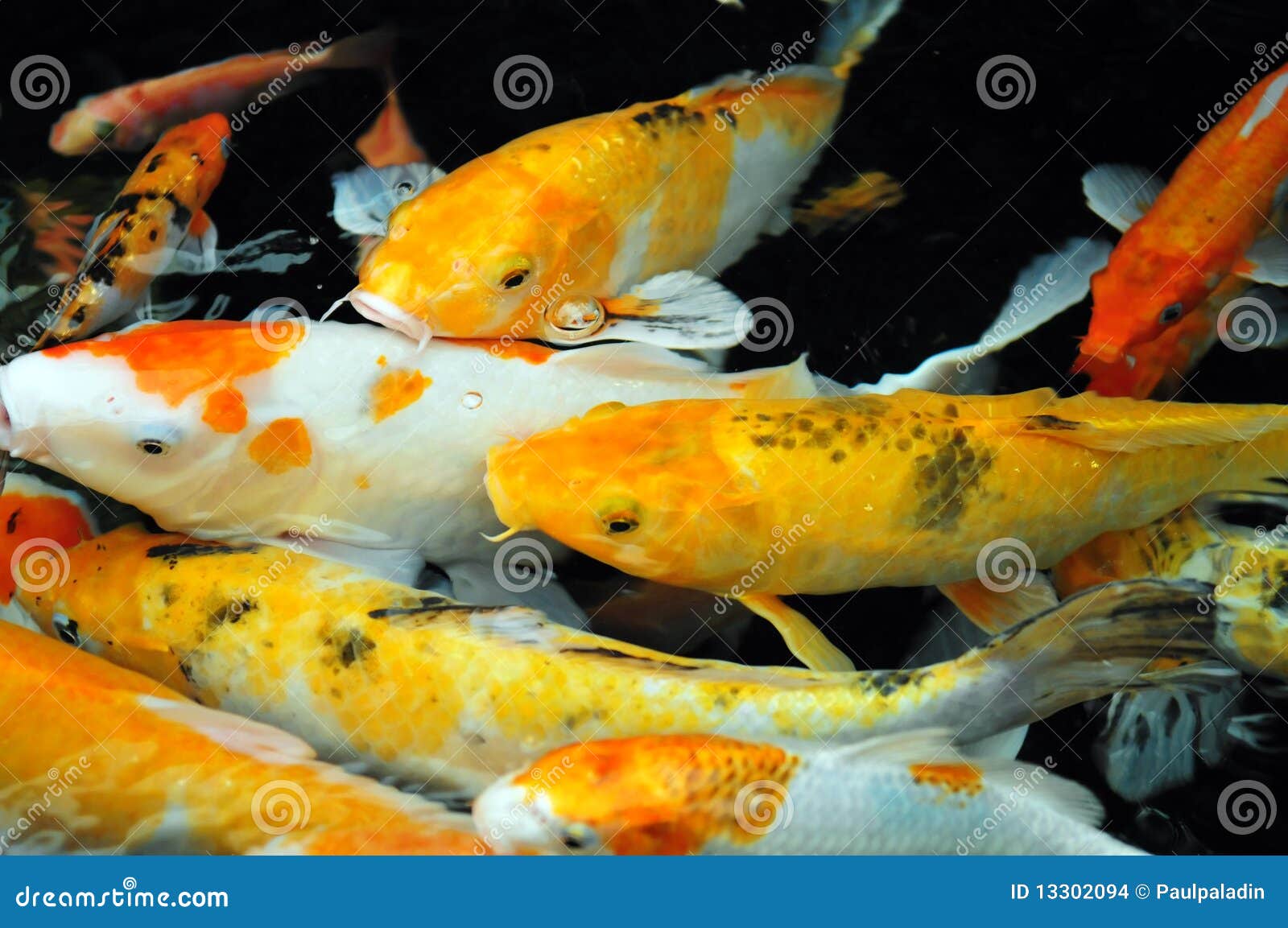 Koi Fish stock photo. Image of pisces, element, golden - 13302094