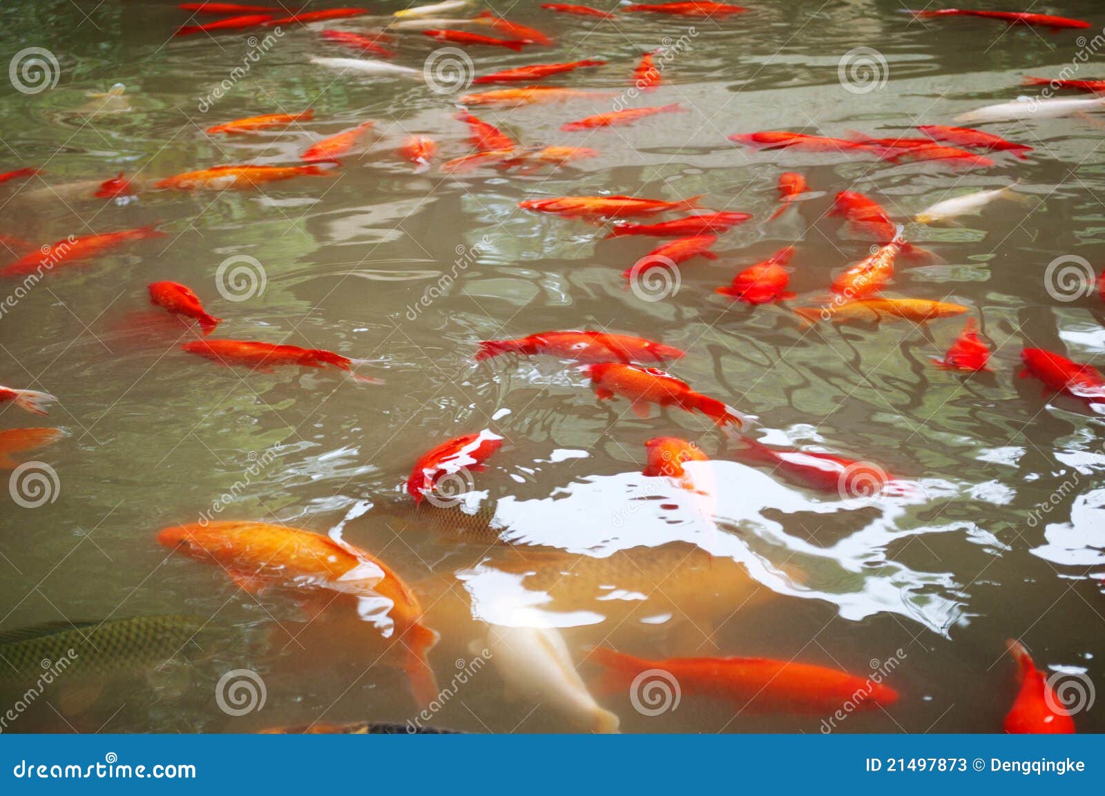 Koi fish stock image. Image of love, chinese, cyprinus - 21497873
