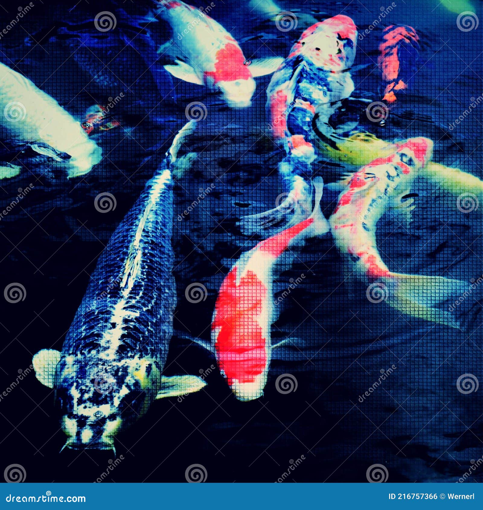 Koi fish stock photo. Image of spots, pond, ornamental - 216757366