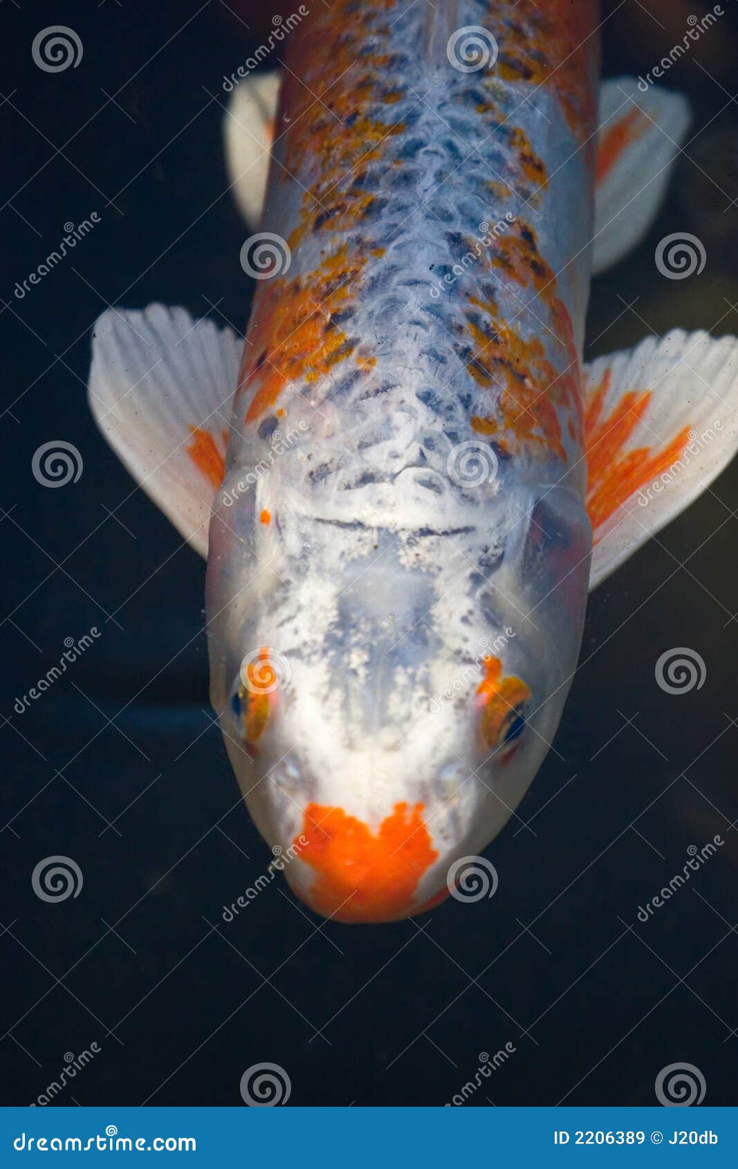 Koi Fish stock image. Image of oriental, decorative, decoration - 2206389