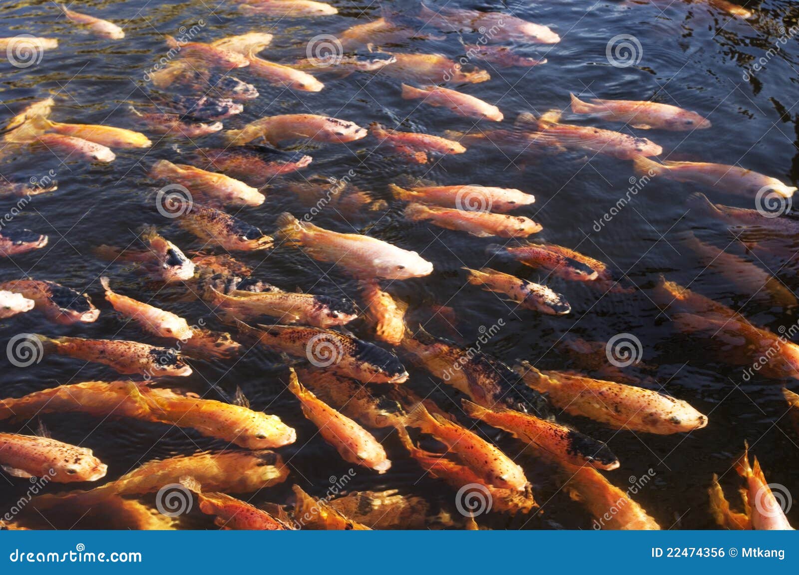Koi fish stock photo. Image of fengshui, garden, pond - 22474356