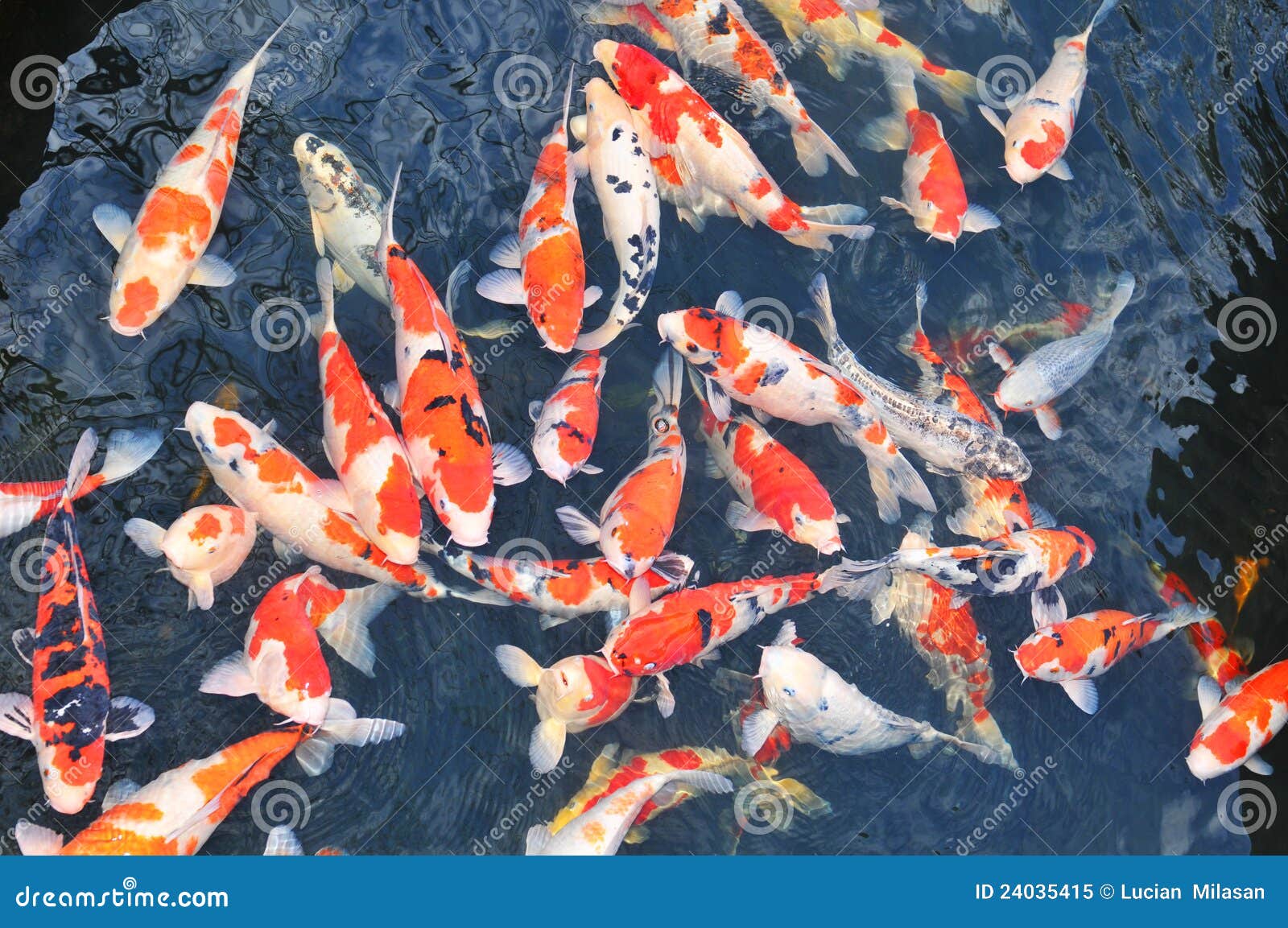 Koi fish stock image. Image of water, exotic, animal - 24035415