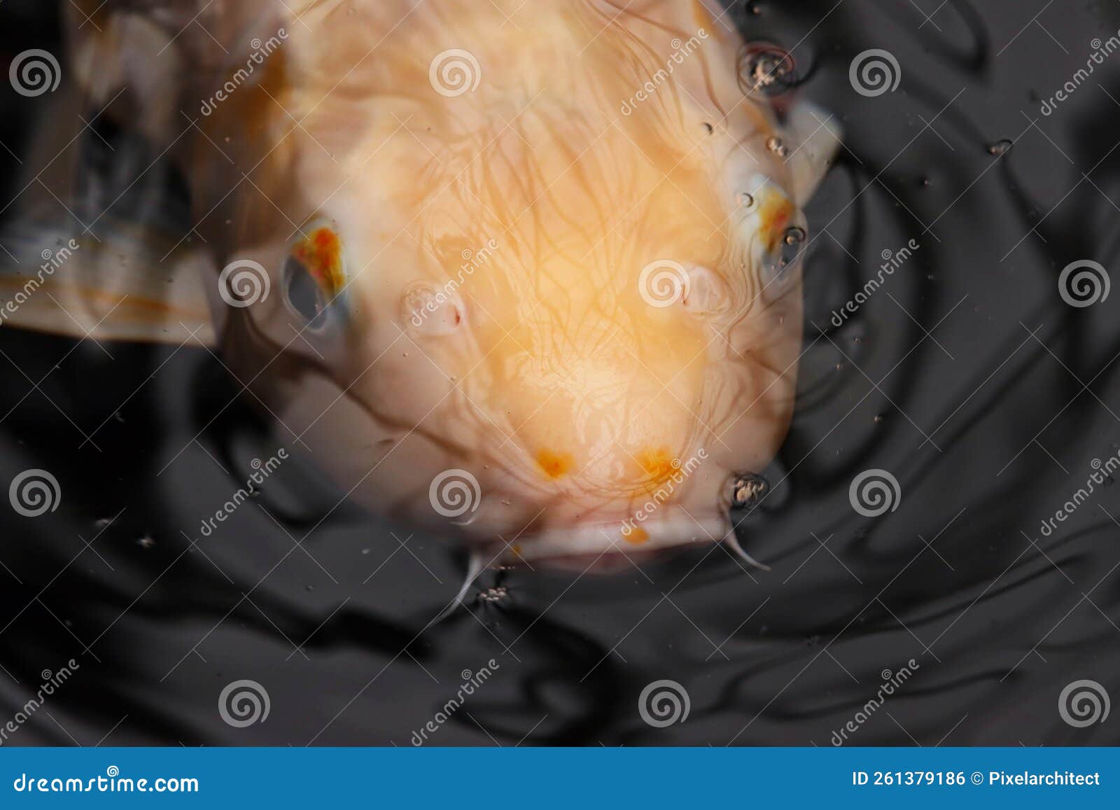 Koi Fish Barbels Stock Photos - Free & Royalty-Free Stock Photos from ...