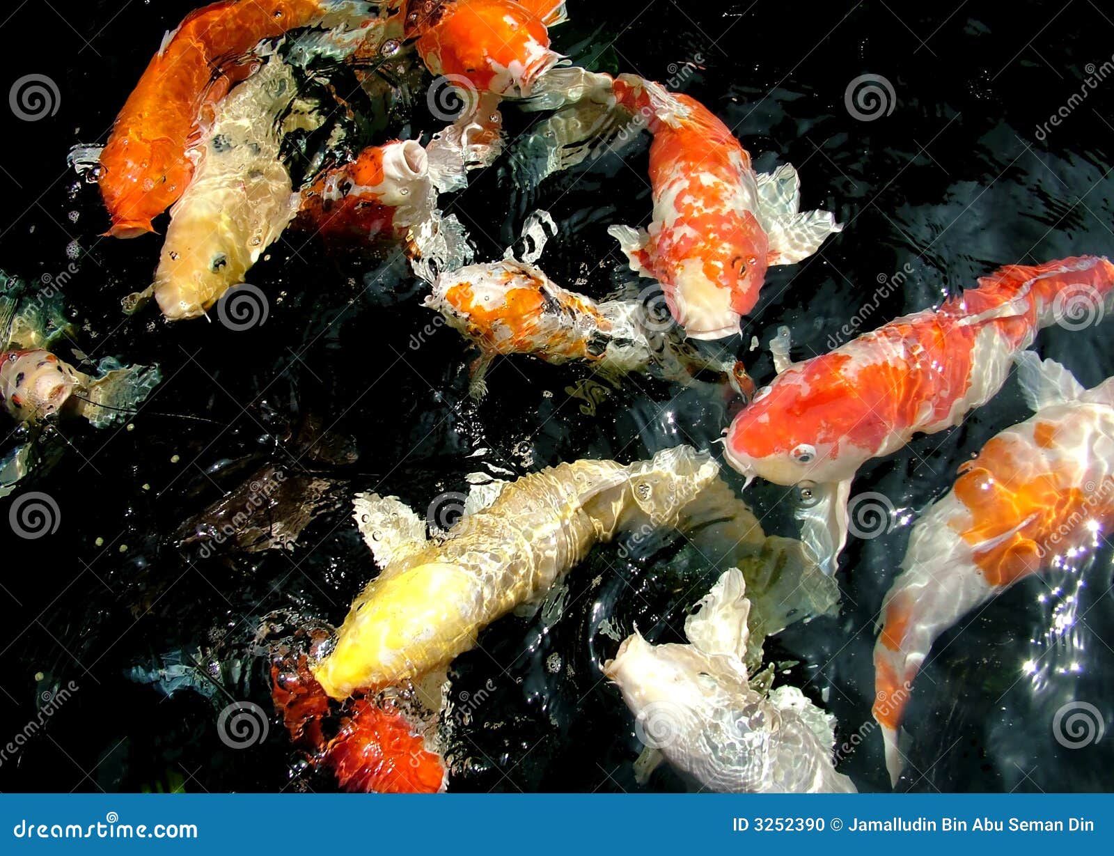 Koi fish stock photo. Image of fish, shui, underwater - 3252390