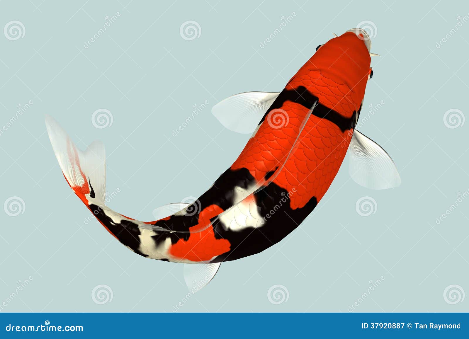 Koi Fish stockbild. Bild von becken, fische, karpfen - 37920887