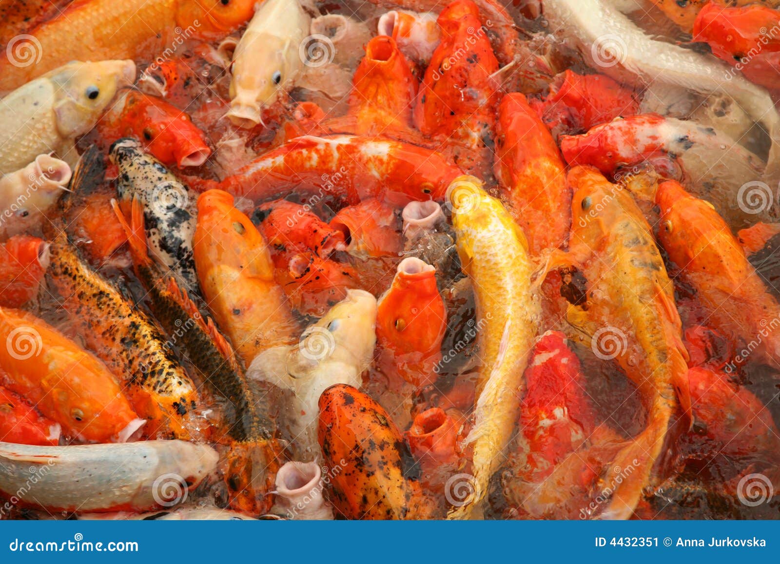Koi fish stock image. Image of lake, gold, fish, bubbles - 4432351