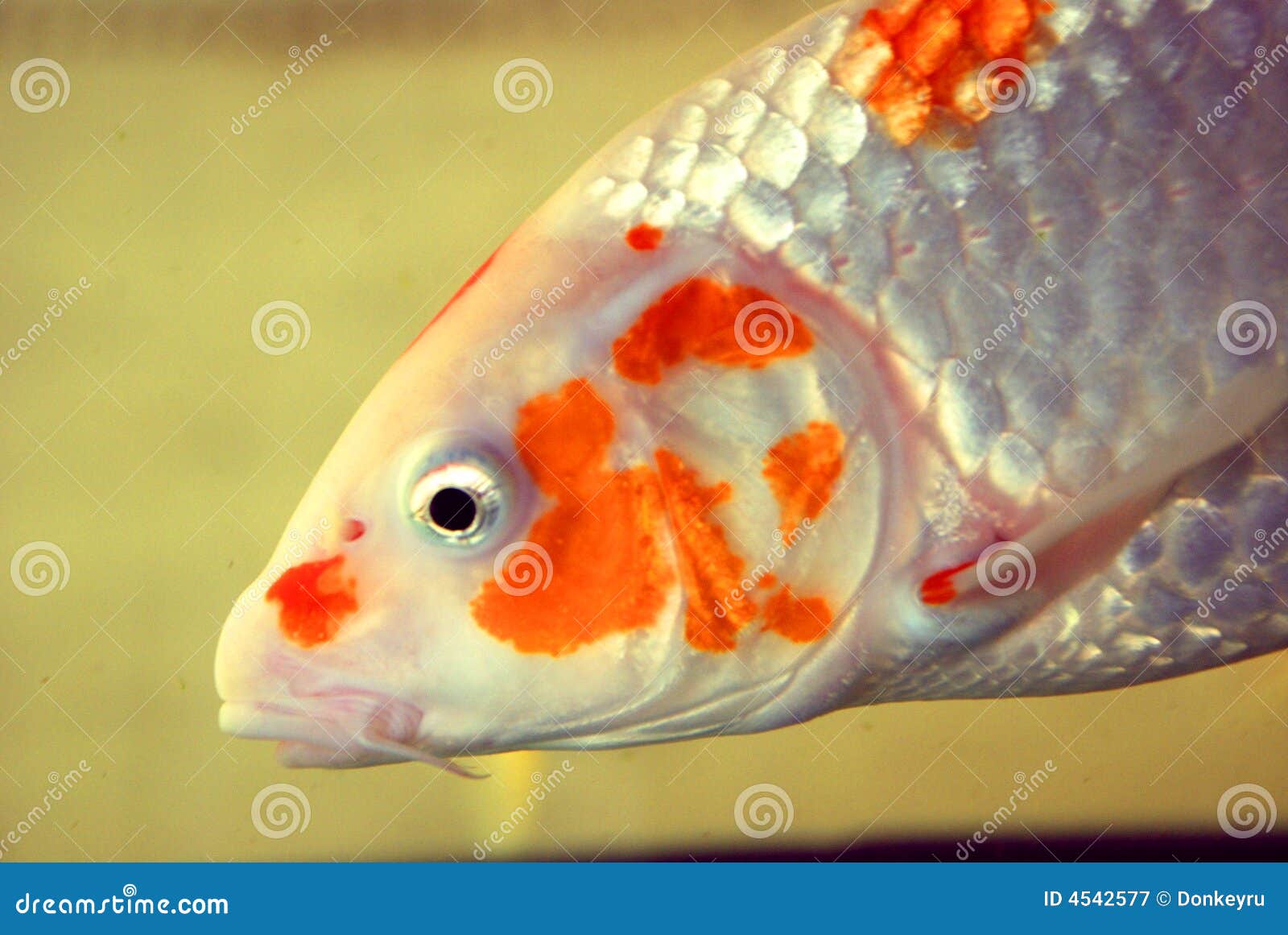 A koi fish stock image. Image of detail, aquarium, carefree - 4542577