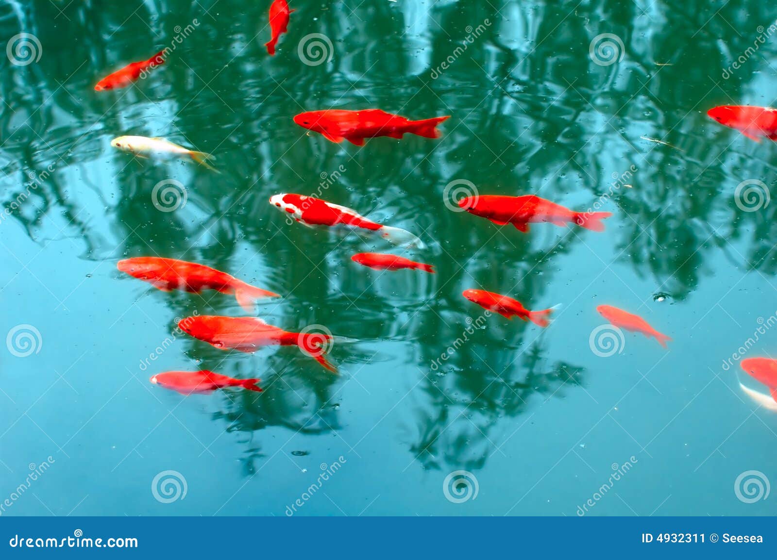 Koi fish stock image. Image of grace, shadow, swimming - 4932311