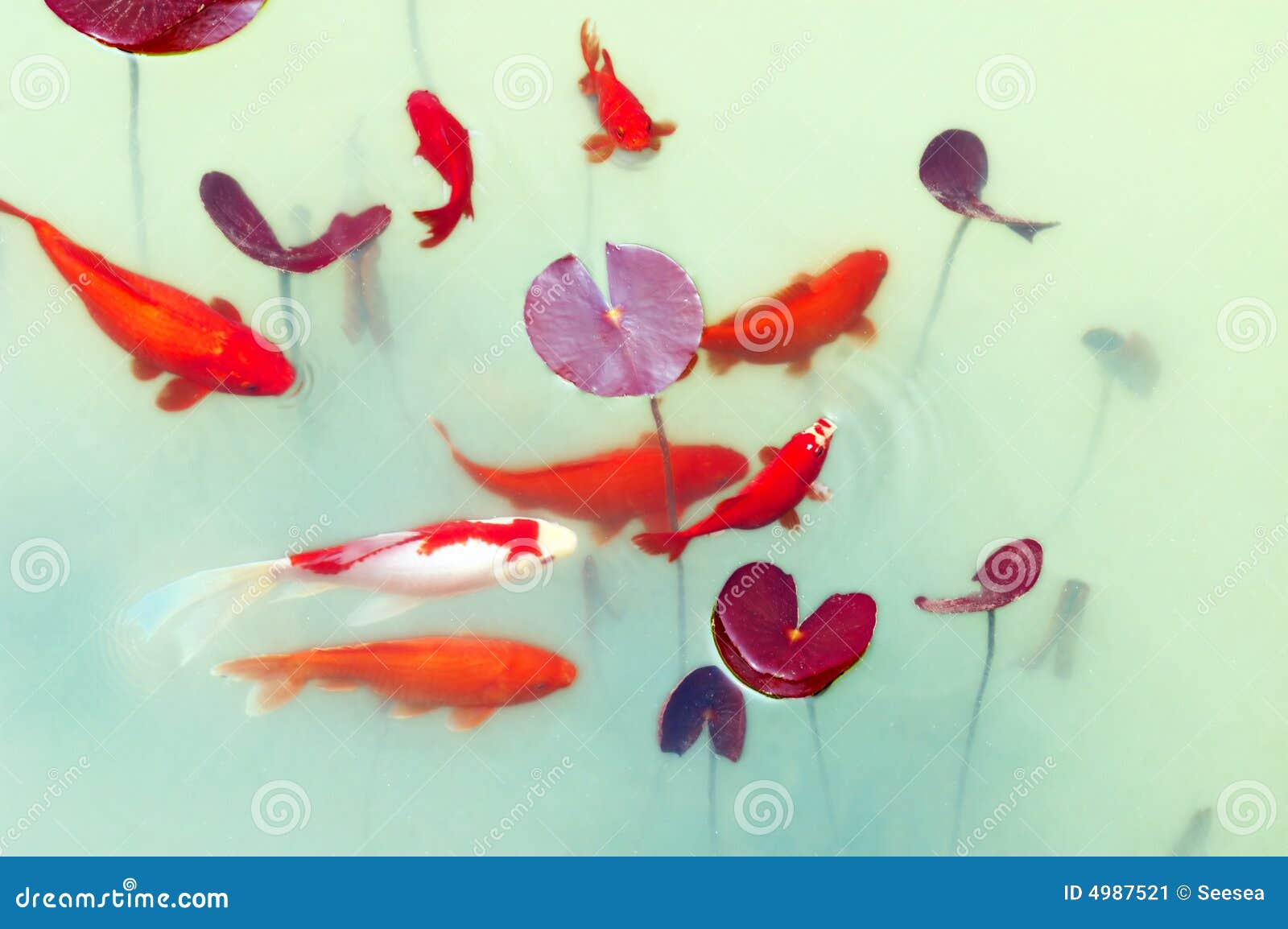 Koi fish stock image. Image of water, fish, swim, pond - 4987521