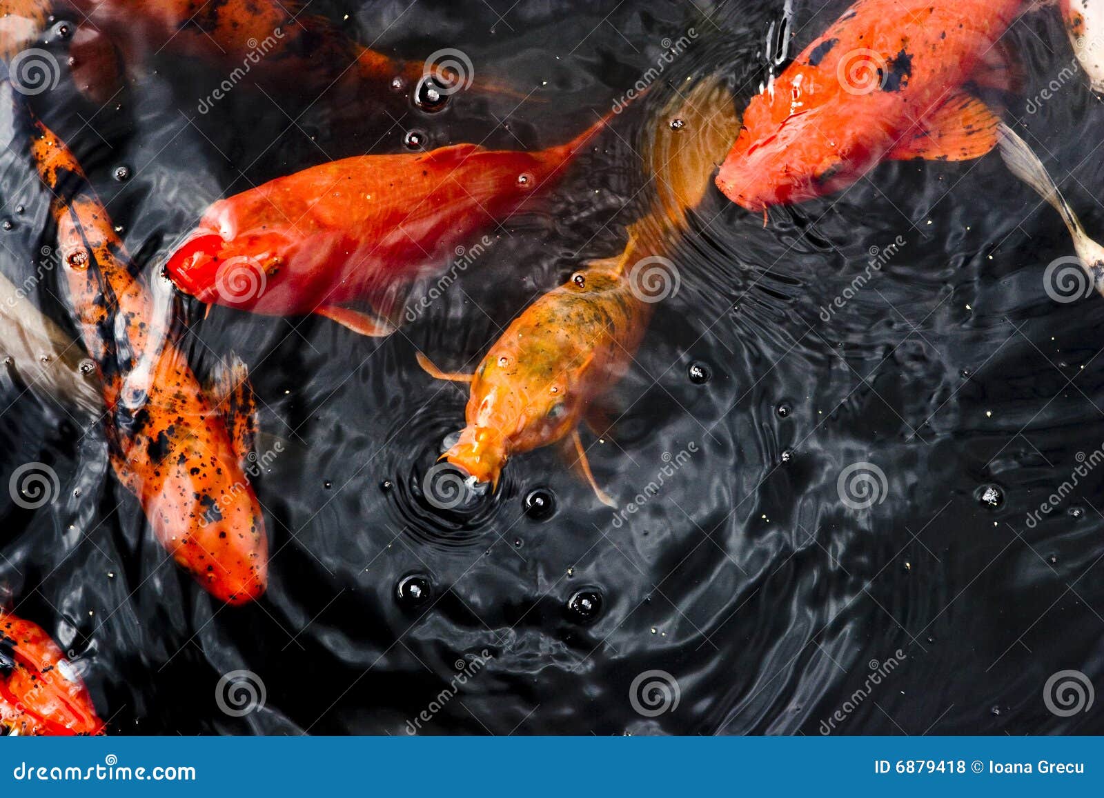 Koi fish stock photo. Image of orange, small, carp, fish - 6879418