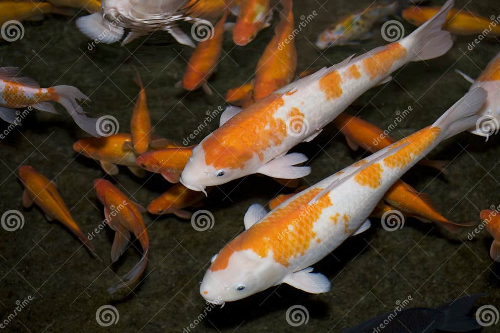 Koi fish stock image. Image of japanese, fins, diving - 7229555