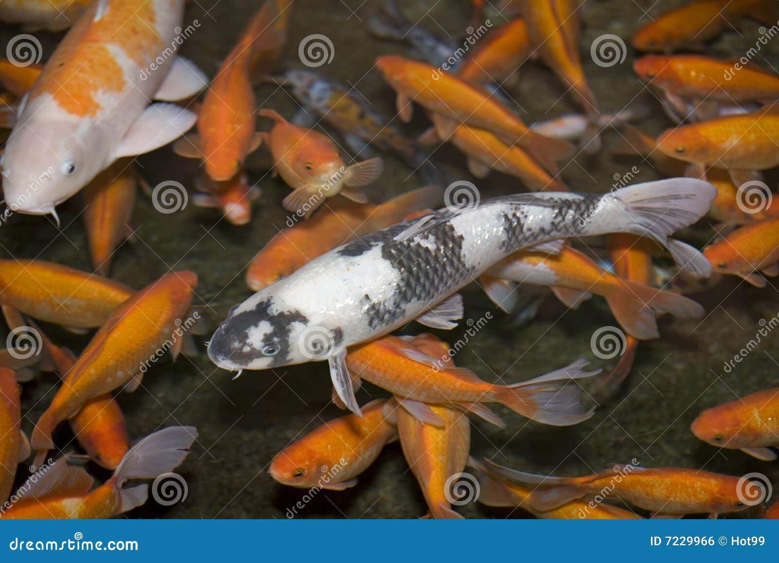 Koi fish stock photo. Image of fortune, decorative, chinese - 7229966