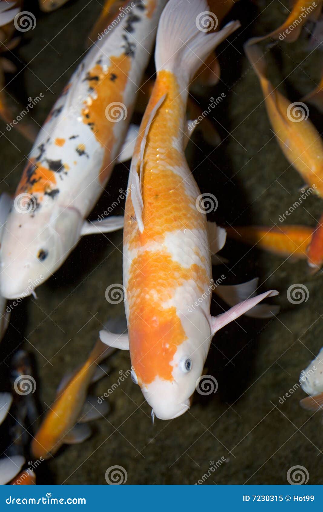 Koi fish stock image. Image of china, breed, asian, feed - 7230315